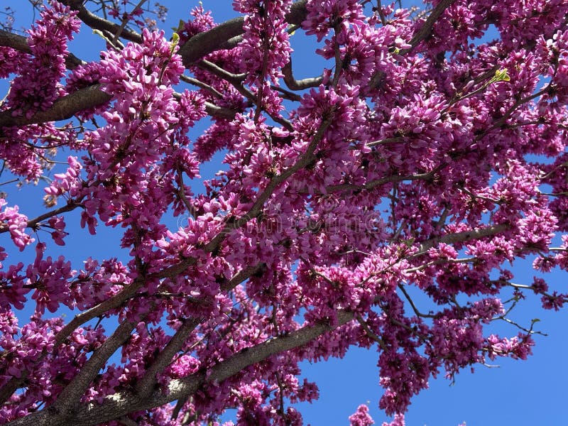 Eastern Redbud Flowers in Spring in April Stock Photo - Image of ...