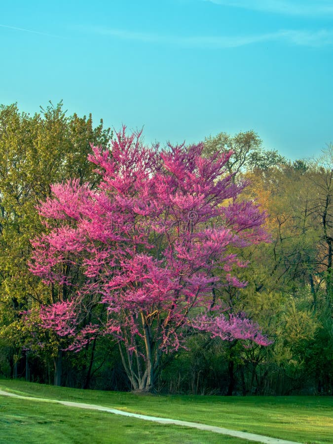 Eastern Redbud Tree stock photo. Image of eastern, blue - 377530042