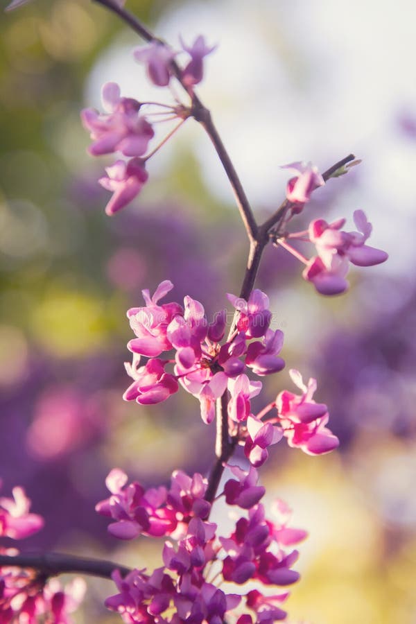 Eastern Redbud Tree in Bloom Stock Photo - Image of beautiful, leafless ...