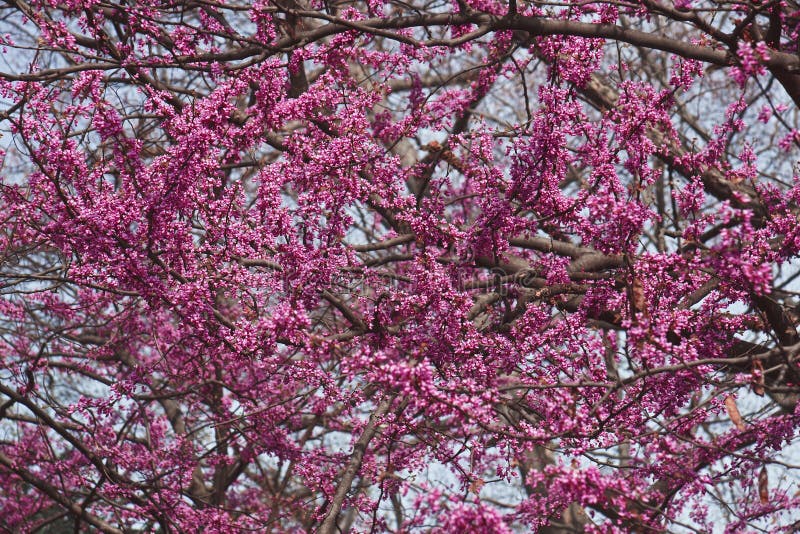 Eastern Redbud Tree in Blossom. Stock Photo - Image of nature ...
