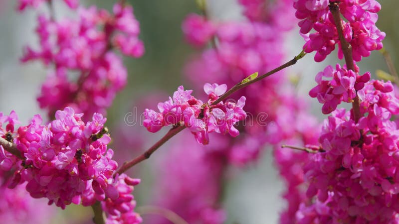 Eastern Redbud Tree Blossoms in Spring Time. Cercis Siliquastrum ...