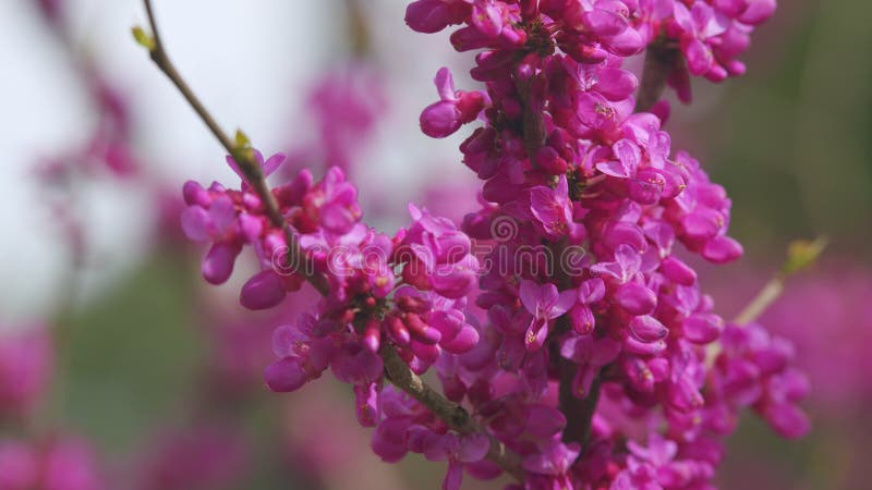 Eastern Redbud Tree Blossoms in Spring Time. Cercis Siliquastrum ...
