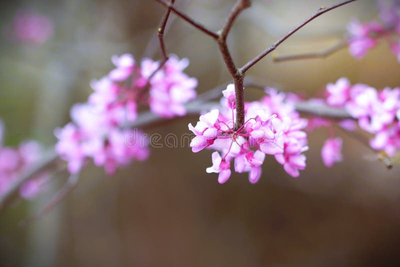 Eastern Redbud Tree Bud Cluster on Branch Stock Photo - Image of buds ...