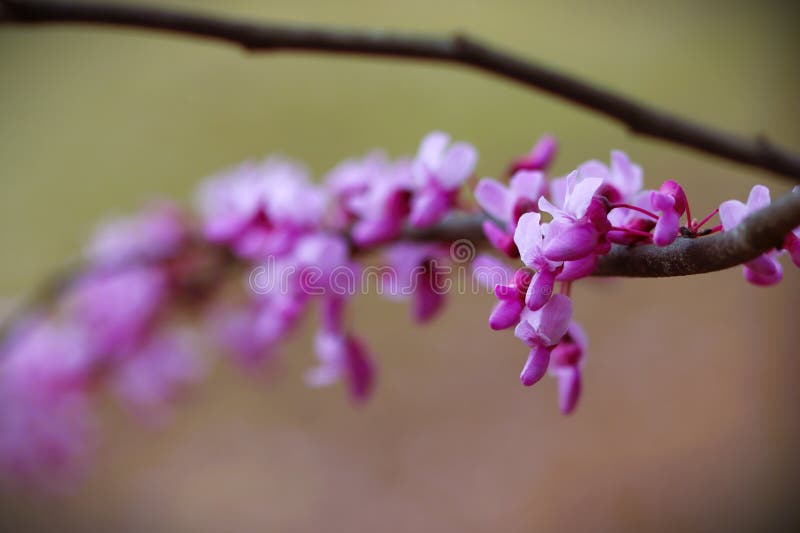 Eastern Redbud Tree Buds Draping Off Branch Stock Image - Image of buds ...