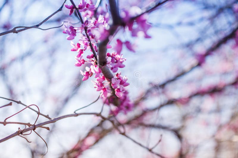 Eastern redbud tree stock photo. Image of plant, winter - 214776070