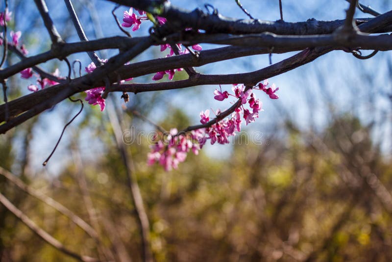 Eastern redbud tree stock image. Image of branch, shrub - 214776299