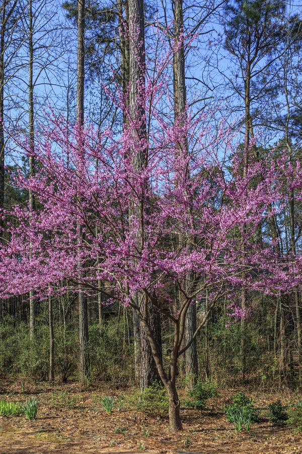 Eastern Redbud Tree in Full Spring Bloom Stock Image - Image of blooms ...