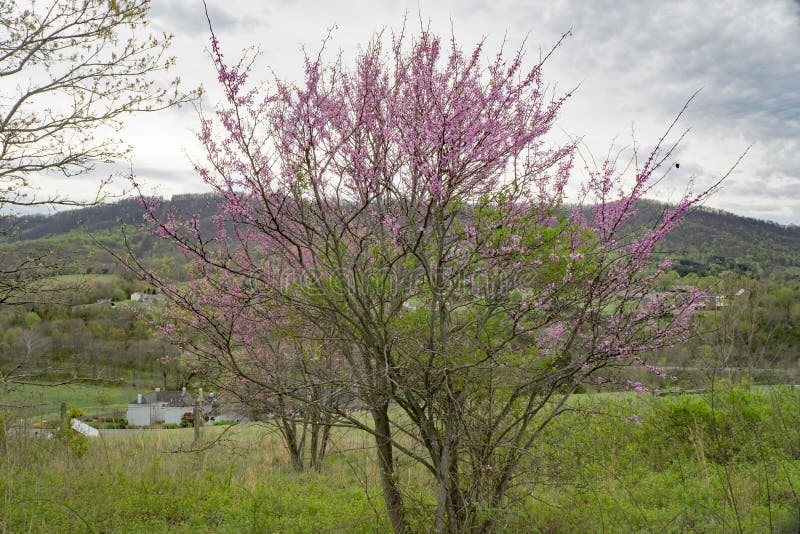 Eastern Redbud Tree stock photo. Image of pink, parkway - 90463784
