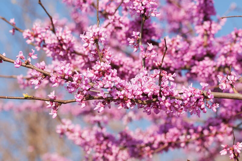 Redbud Tree With A Red Spotted Purple Admiral Stock Image - Image of ...