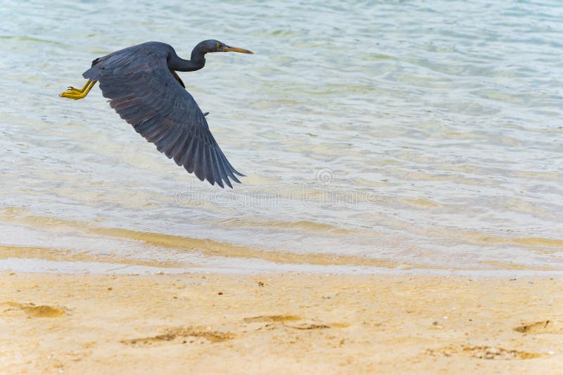 Eastern Reef Heron Flying Low Over Golden Blue Sand and Water Stock Image - Image of wildlife ...
