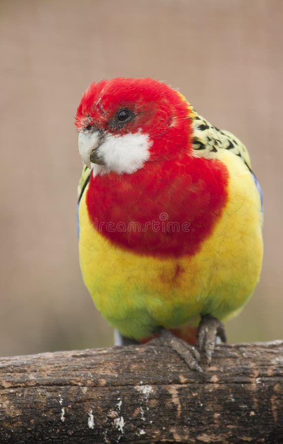 Eastern Rosella stock image. Image of wildlife, australia - 34200937