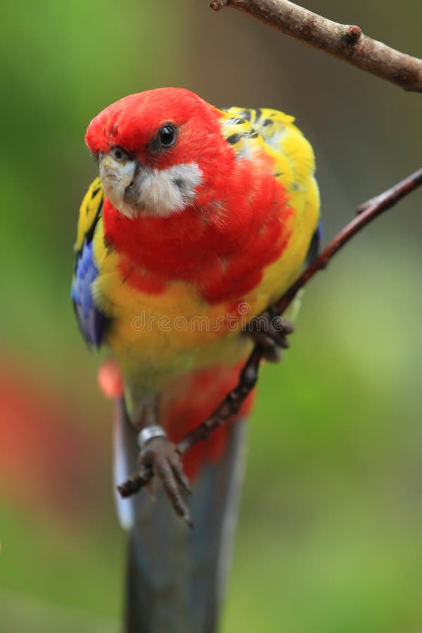 Eastern Rosella Baby