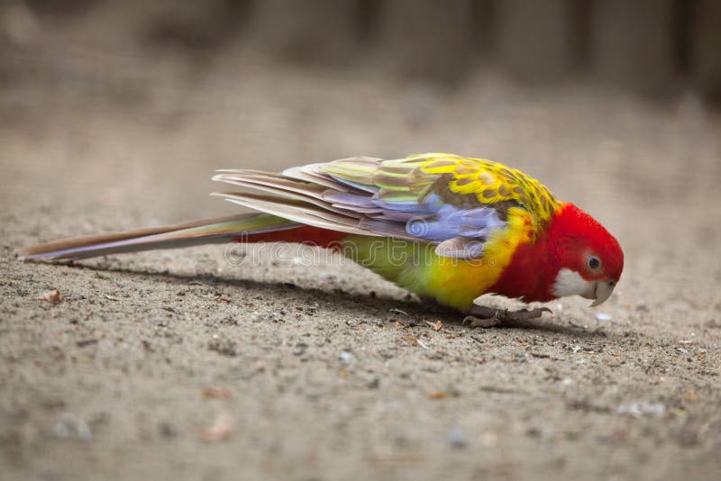 Eastern Rosella Platycercus Eximius. Stock Image - Image of life, wild ...
