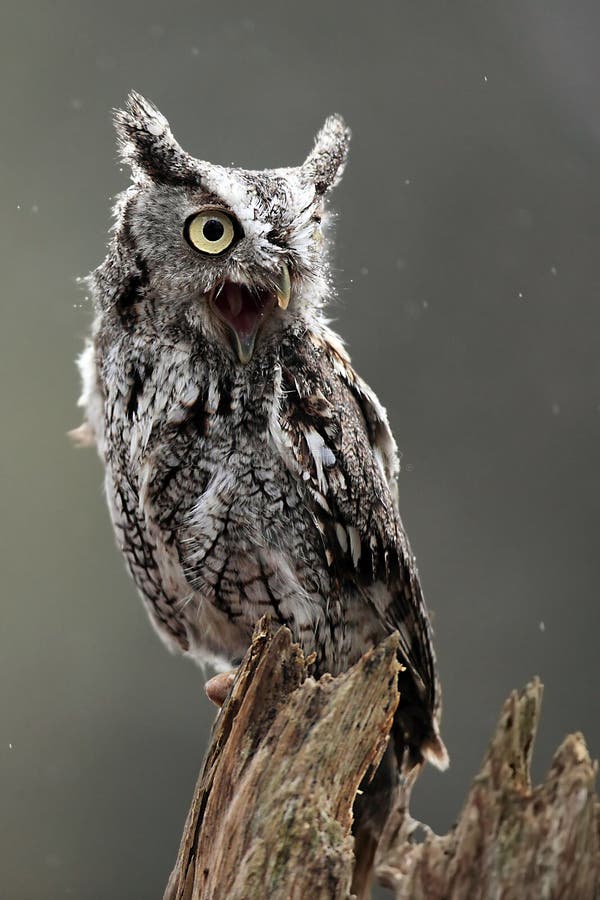 Eastern Screech Owl Red Phase Perching Stock Image - Image of stalk ...