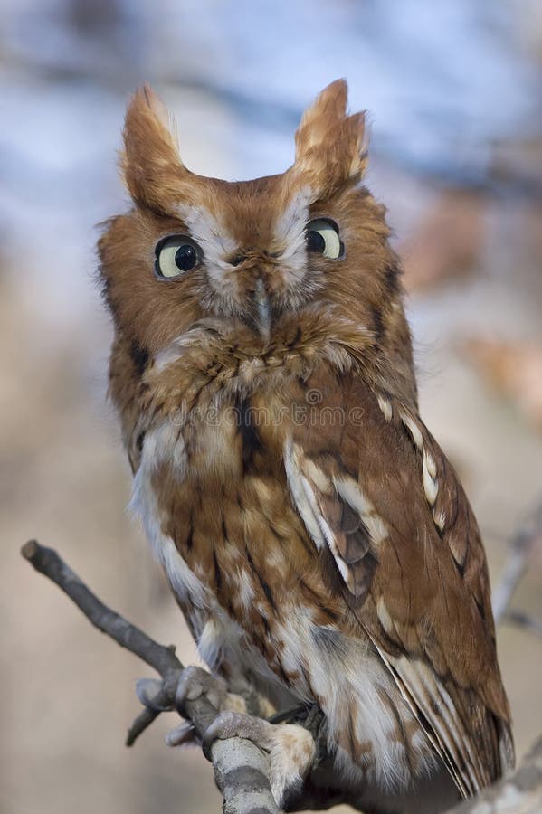 Eastern Screech Owl Red Phase Perching Stock Image - Image of stalk ...