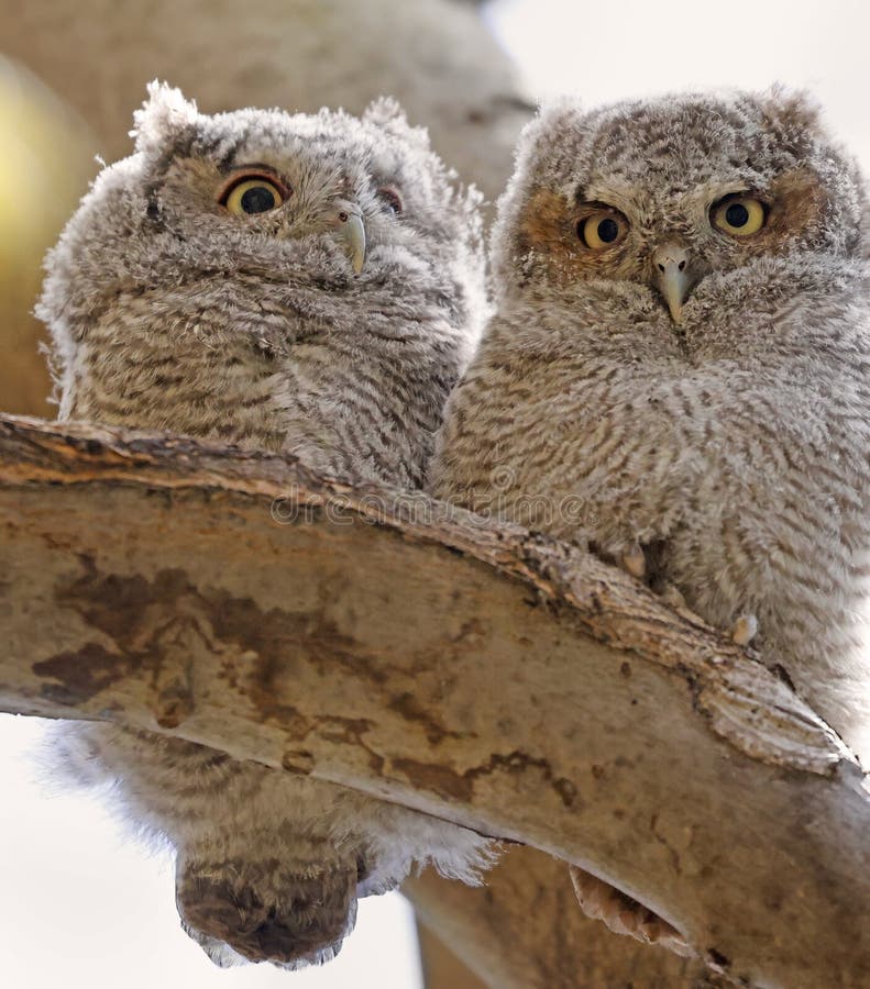 Eastern Screech Owl Babies Perched on a Tree Branch Stock Photo - Image ...