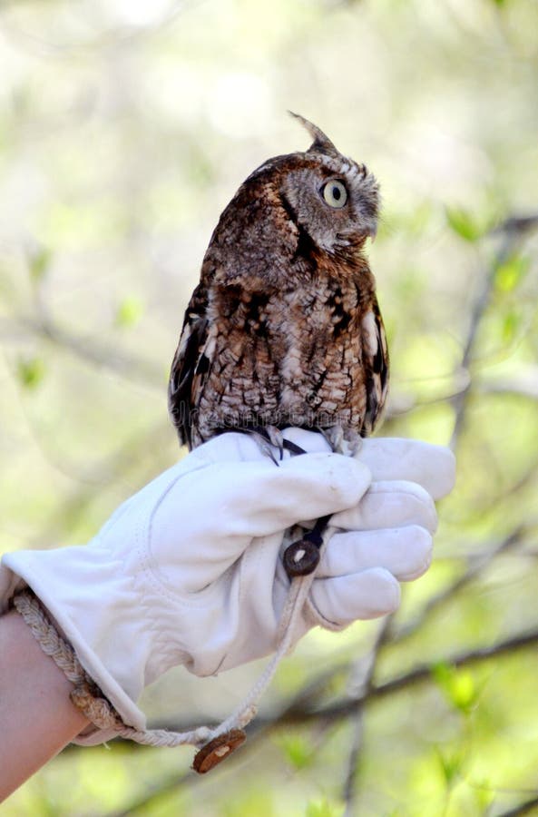 Eastern screech owl stock photo. Image of nature, screech - 90059834