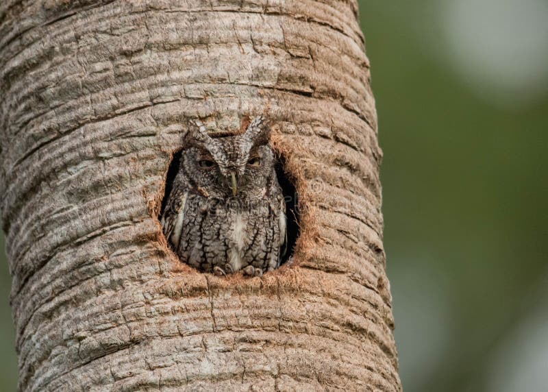Eastern Screech Owl stock image. Image of florida, lake - 117985441