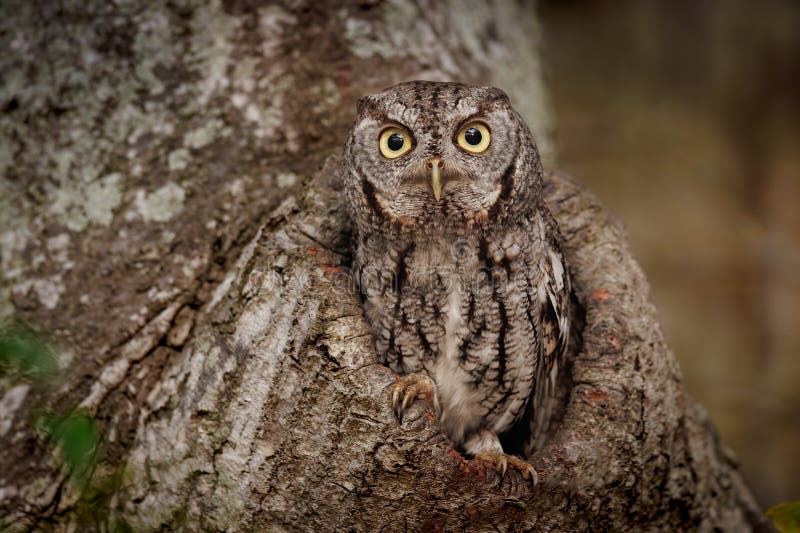Eastern Screech Owl in a Tree in Florida Stock Image - Image of eyes ...