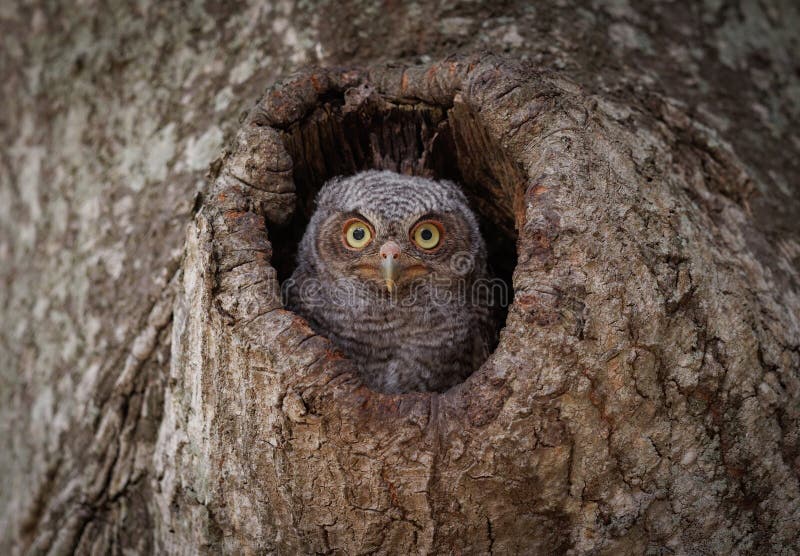 Eastern Screech Owl in a Tree in Florida Stock Photo - Image of black ...