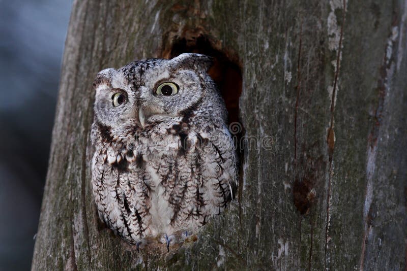 Eastern Screech Owl Hunts from His Nest in Tree in Canada Stock Photo ...