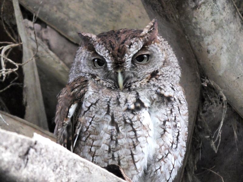 Eastern Screech-Owl Megascops Asio Stock Image - Image of multicolored ...
