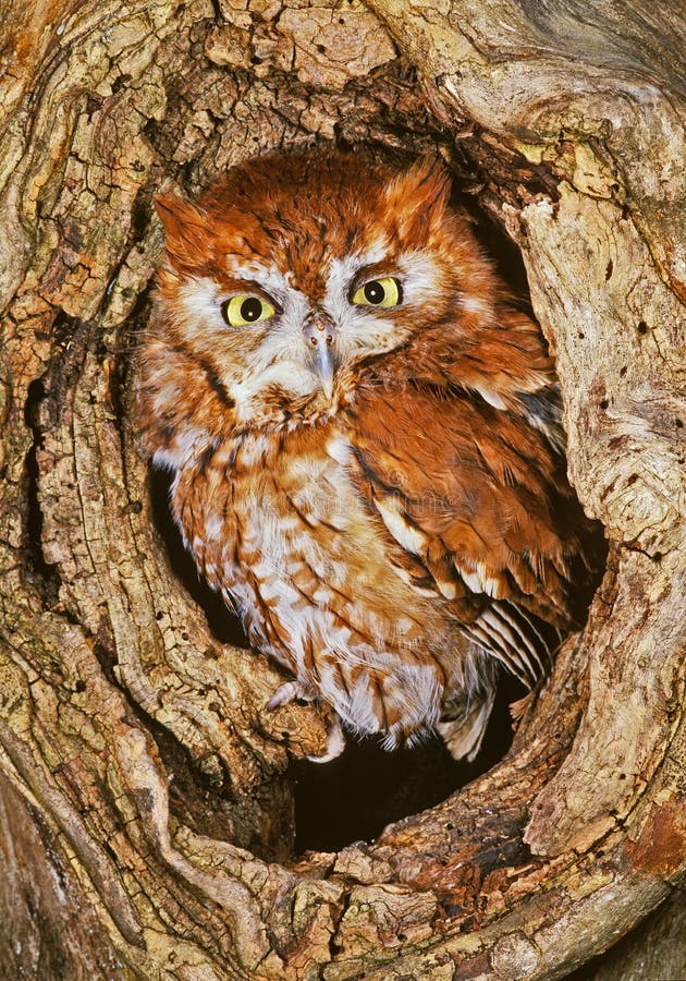 Eastern Screech Owl Otus Asio Red Morph Phase Stock Image - Image of woods, animals: 246982911