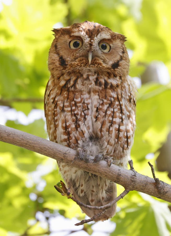 Eastern Screech Owl Perched on a Tree Branch Stock Photo - Image of ...