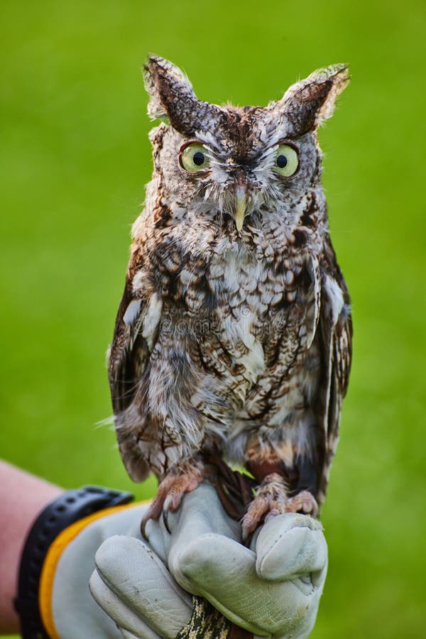 Eastern Screech Owl Raptor Bird on Glove of Trainer Stock Photo - Image ...
