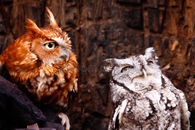 Eastern Screech Owl Red and Gray Phases Stock Image - Image of night ...