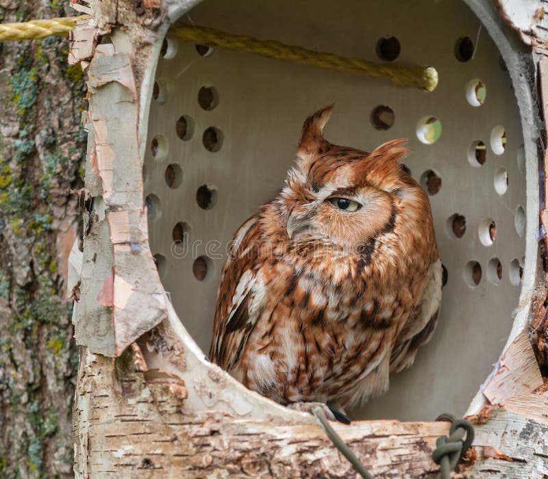Eastern Screech Owl in Simulated Tree Cavity Pe Stock Photo - Image of ...