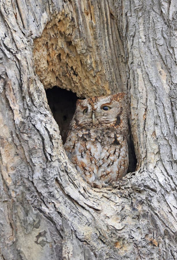 Eastern Screech-Owl Sitting in a Tree Hole Stock Photo - Image of ...