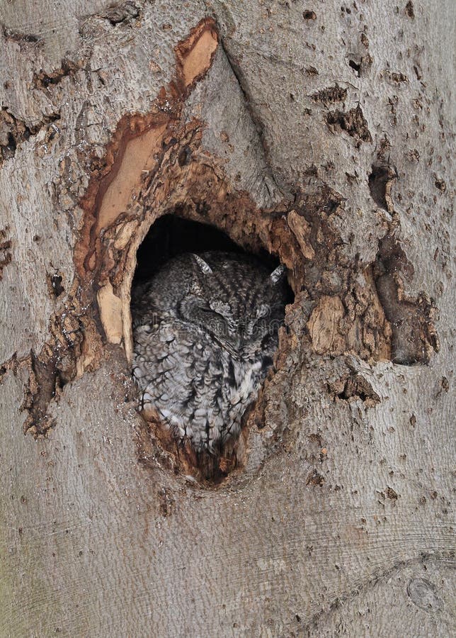 Eastern Screech Owl Slipping in a Tree Hole, Quebec Stock Image - Image ...