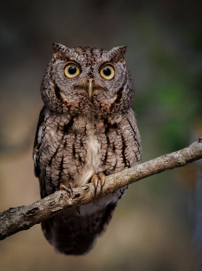 Eastern Screech Owl on a Tree Branch in Florida Stock Image - Image of ...
