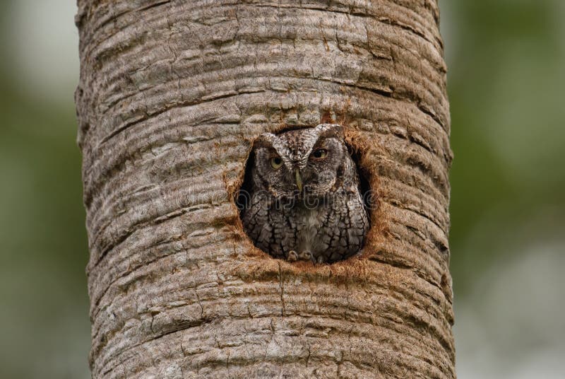 Eastern Screech Owl in a Tree in Florida Stock Image - Image of eyes ...