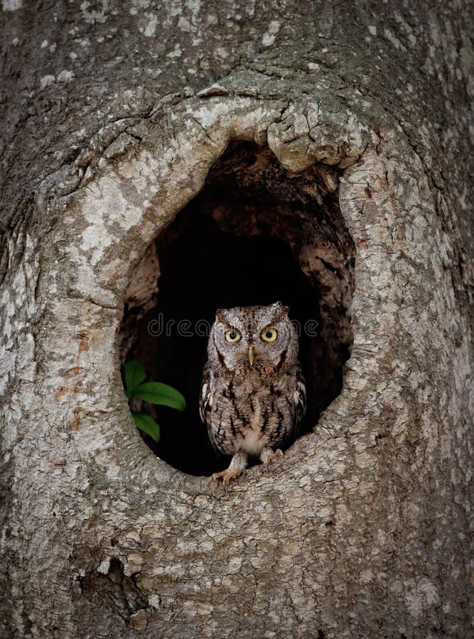Eastern Screech Owl in a Tree in Florida Stock Image - Image of owlet ...