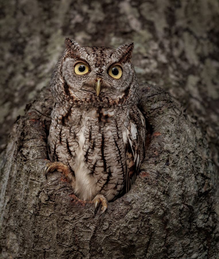 Eastern Screech Owl in a Tree in Florida Stock Photo - Image of ...