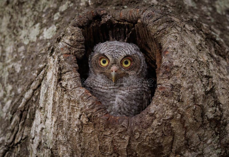 Eastern Screech Owl in a Tree in Florida Stock Image - Image of camo ...