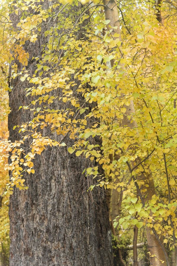 Eastern Sierra Fall Autumn Color Stock Image - Image of fall, nature ...