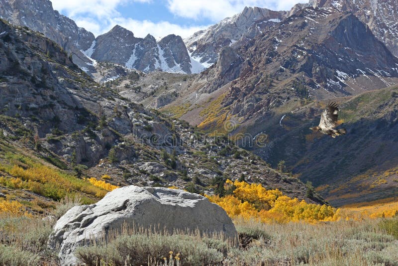 Eastern Sierra Landscape with Hawk Stock Photo - Image of granite, rock ...