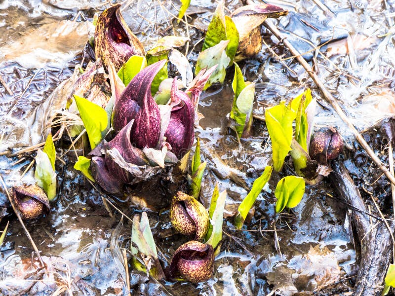 628 Swamp Cabbage Flower Stock Photos - Free & Royalty-Free Stock ...