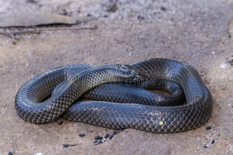 Eastern Small-scaled Burrowing Asp Atractaspis Fallax Stock Image ...