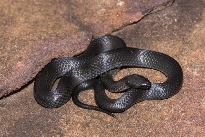 Eastern Small-eyed Snake stock image. Image of dangerous - 189381855