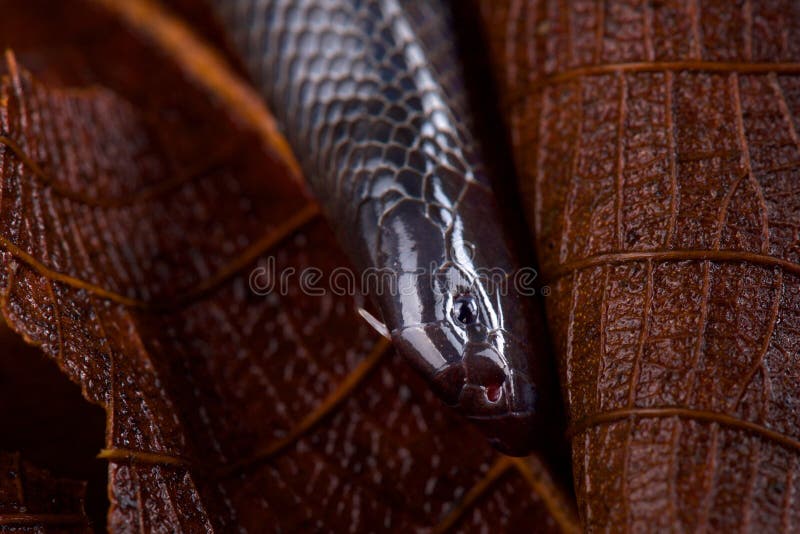 Eastern Small-scaled Burrowing Asp Atractaspis Fallax Stock Image ...