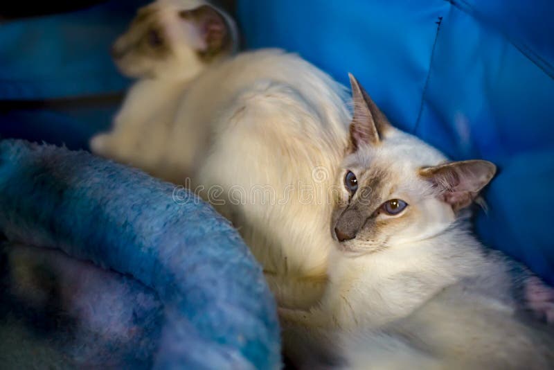 Eastern Smooth-haired Breed of Cats Stock Photo - Image of kitten, cute ...