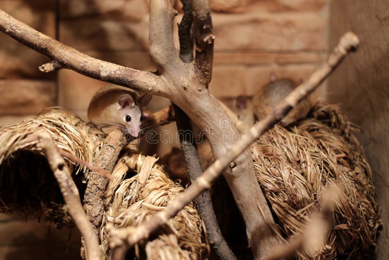 Eastern or Arabian Spiny Mouse Baby on White Stock Image - Image of ...