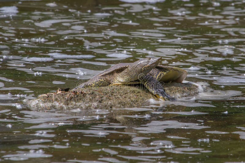 Eastern Spiny Softshell Turtle Stock Image - Image of threatened ...