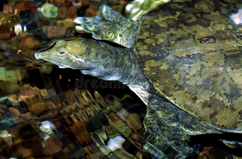 Eastern Spiny Softshell Turtle 602155 Stock Photo - Image of view ...