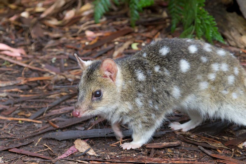 Eastern Spotted Quoll stock photo. Image of teeth, wild - 21783972