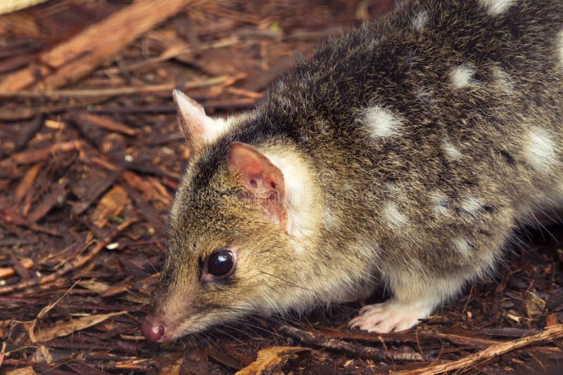 Eastern Spotted Quoll stock image. Image of teeth, tasmania - 35687761